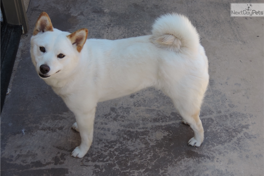 Suri Shiba Inu Puppy For Sale Near San Diego California E0d5c2b0 6ed1