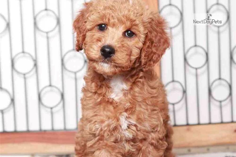 Dalilah Cavapoo Puppy For Sale Near Ft Myers Sw Florida Florida