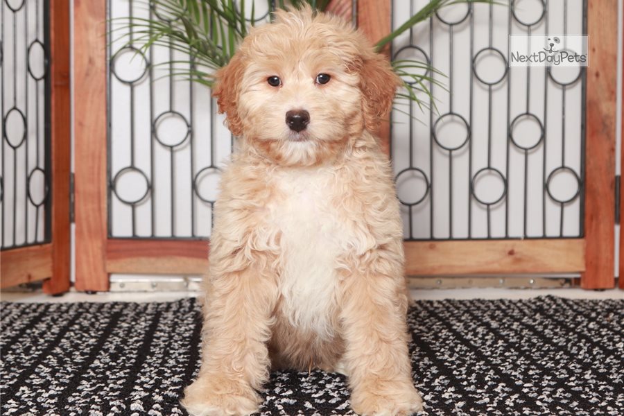 Curly Aussiedoodle Puppy For Sale Near Ft Myers Sw Florida Florida