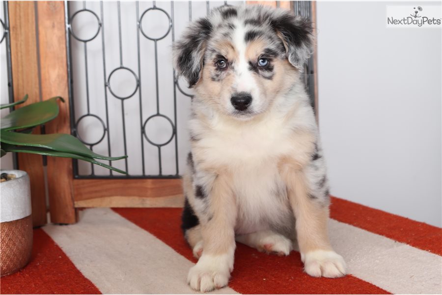 Bonnie Australian Shepherd Puppy For Sale Near Ft Myers Sw Florida