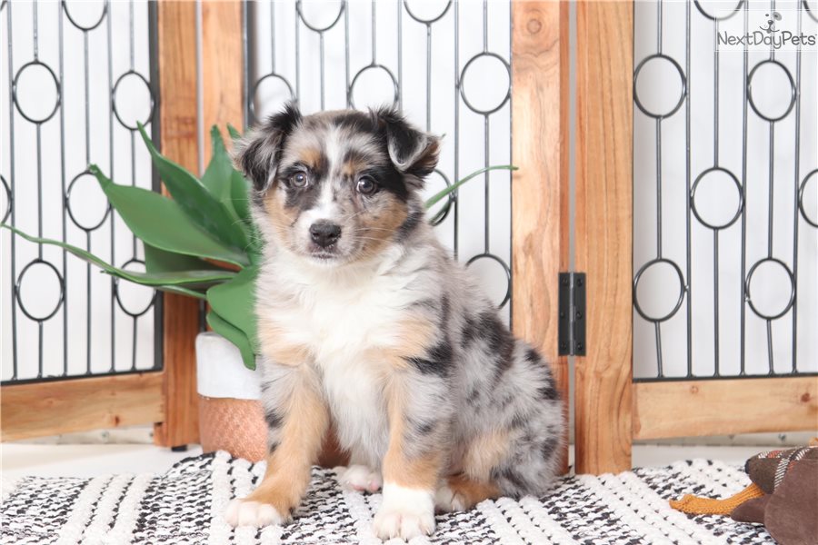 Australian Shepherd Puppy For Sale Near Ft Myers Sw Florida Florida