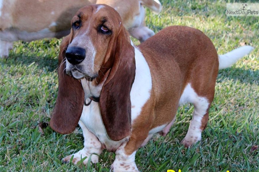 Eady Basset Hound Puppy For Sale Near Jackson Mississippi 59b27130