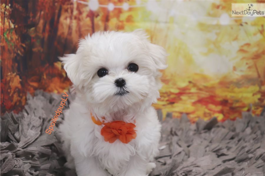 Camille Maltese Puppy For Sale Near Las Vegas Nevada 47d4facf B2a1