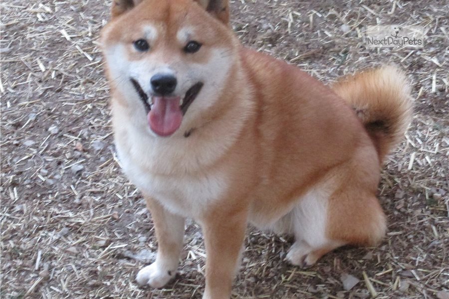 Mochi Shiba Inu Puppy For Sale Near Springfield Missouri 03ea6167 F711