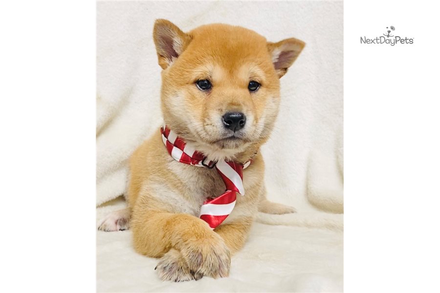 Todd Shiba Inu Puppy For Sale Near Dallas Fort Worth Texas