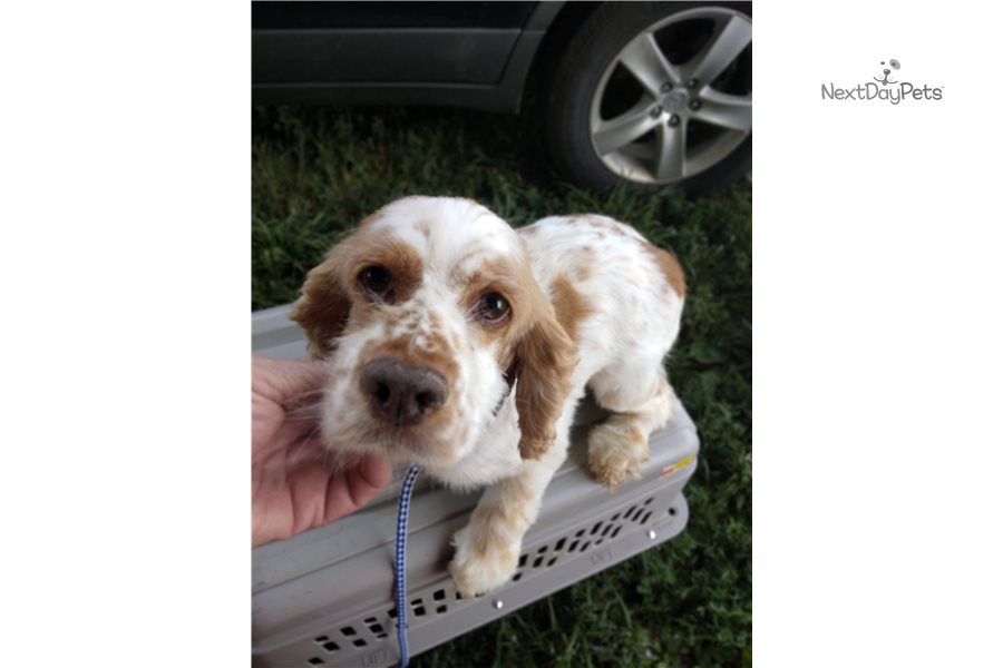 Lizzie Cocker Spaniel Puppy For Adoption Near Wichita Kansas