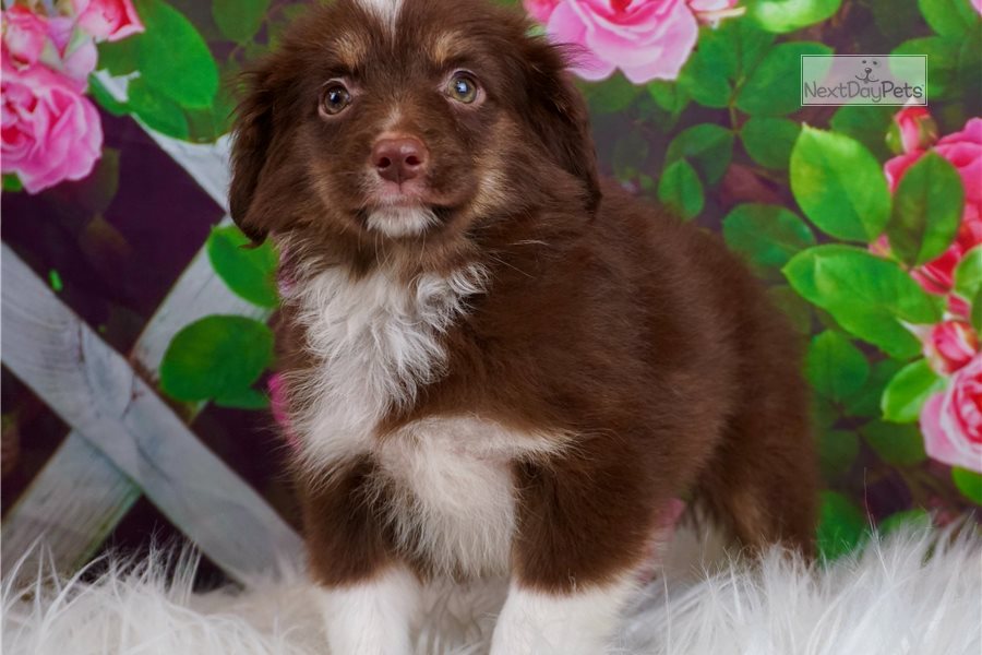 Toy Ollie Miniature Australian Shepherd Puppy For Sale Near Fort Wayne