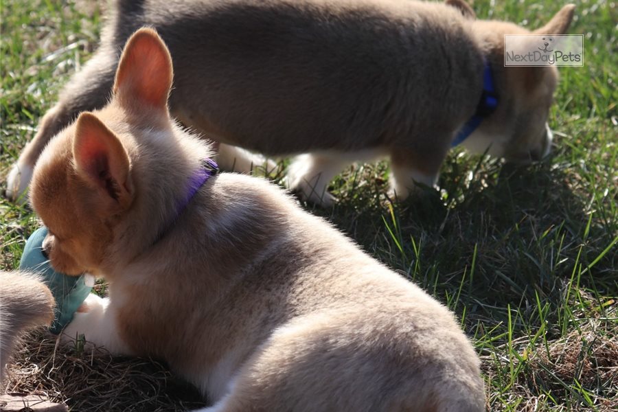 Purple Collar Corgi Pembroke Welsh Puppy For Sale Near Southeast