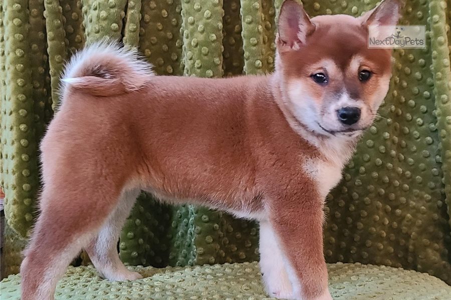 Jenna Shiba Inu Puppy For Sale Near Indianapolis Indiana 8590334d 0901