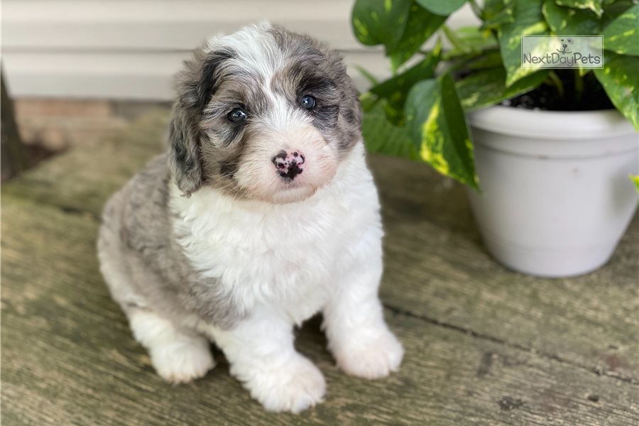 Stanley Sheepadoodle Puppy For Sale Near Akron Canton Ohio