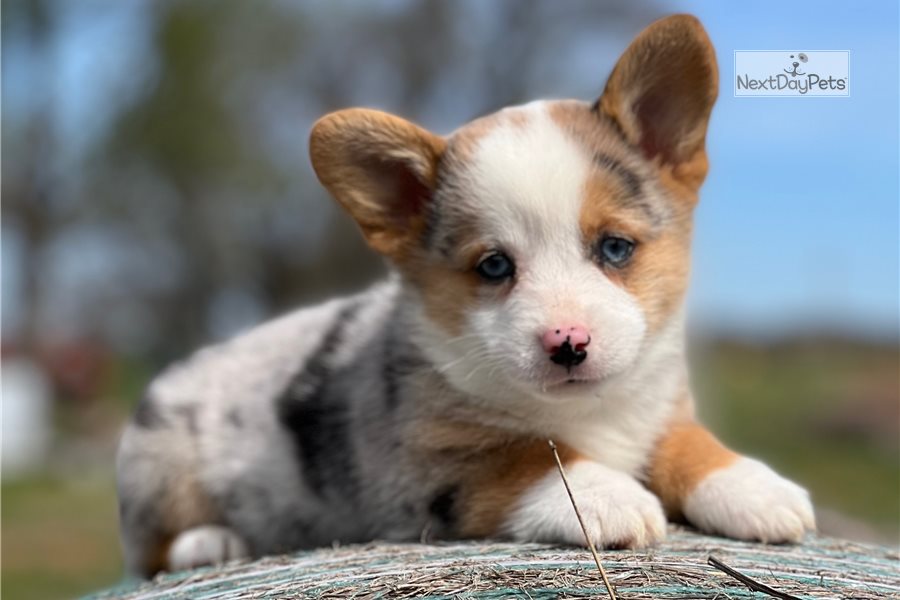 Owen Corgi Pembroke Welsh Puppy For Sale Near Joplin Missouri