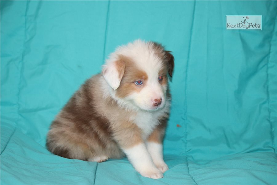 Allen Australian Shepherd Puppy For Sale Near Springfield Missouri