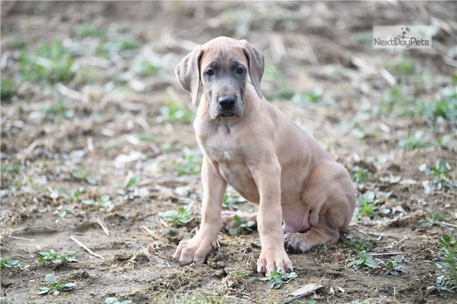 Otis Great Dane Puppy For Sale Near Richmond Indiana 1ebe7a0831