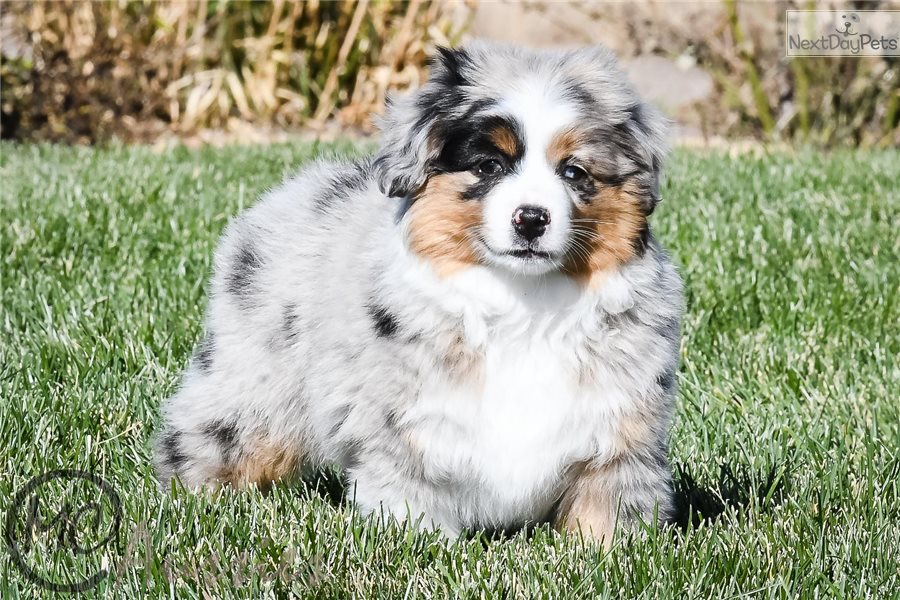 Peanut Miniature Australian Shepherd Puppy For Sale Near Northwest Ks