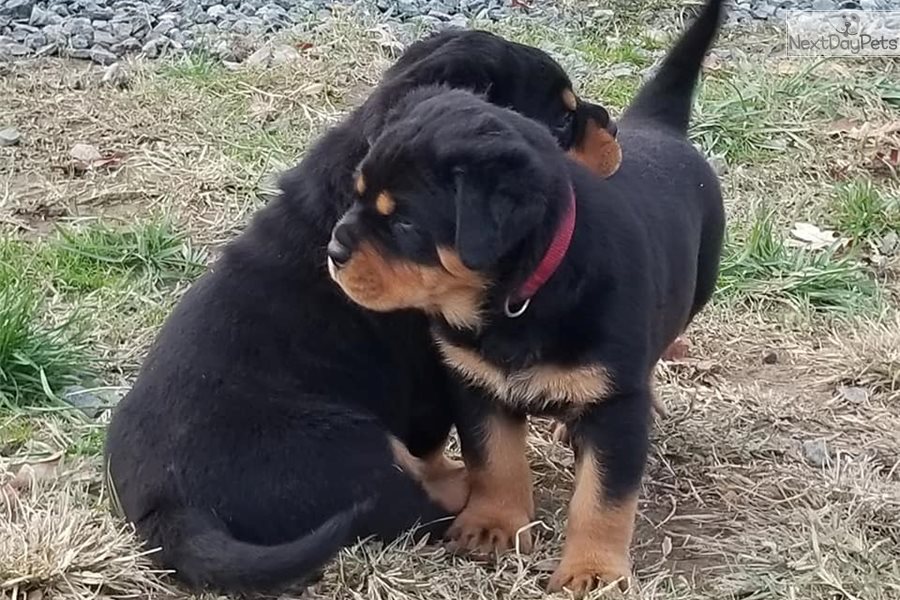 Red Male Rottweiler Puppy For Sale Near Baltimore Maryland