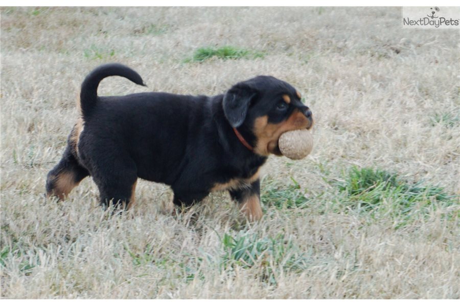 Red Male Rottweiler Puppy For Sale Near Baltimore Maryland