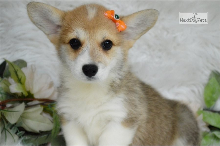 Daphne Corgi Pembroke Welsh Puppy For Sale Near Southeast Ks Kansas