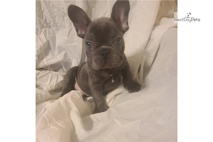 Blue Moon French Bulldog Puppy For Sale Near Dallas Fort Worth