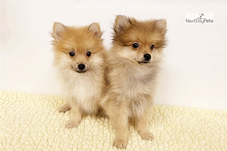 Pomeranian Pomeranian Puppy For Sale Near New York City New York