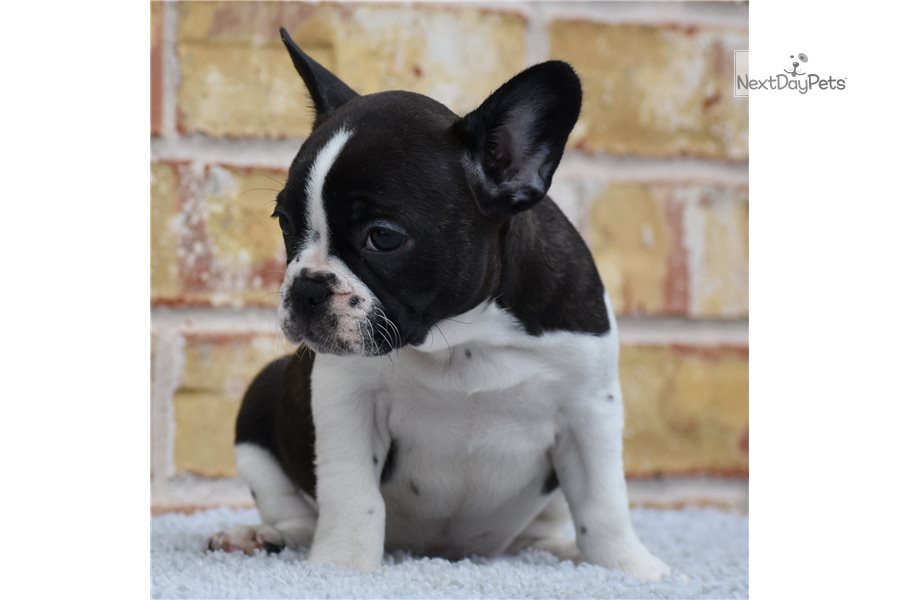 Isabella French Bulldog Puppy For Sale Near Dallas Fort Worth Texas