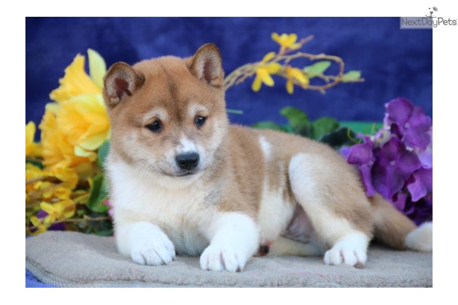 Shiba Inu Puppy For Sale Near Lancaster Pennsylvania 021bf401 E951