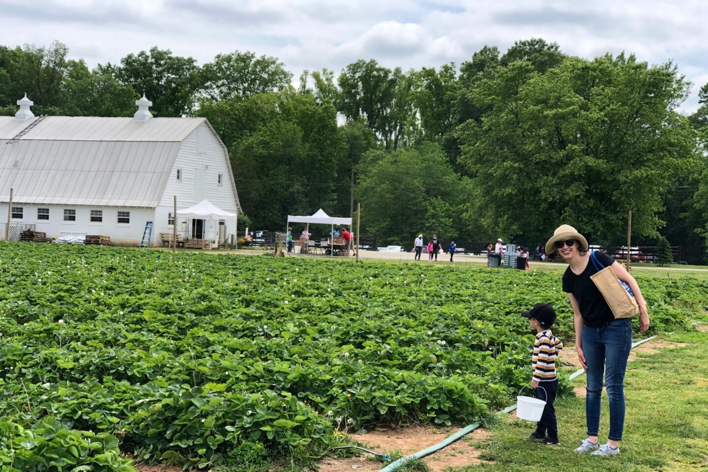 Strawberry Picking In Virginia Updated 2024