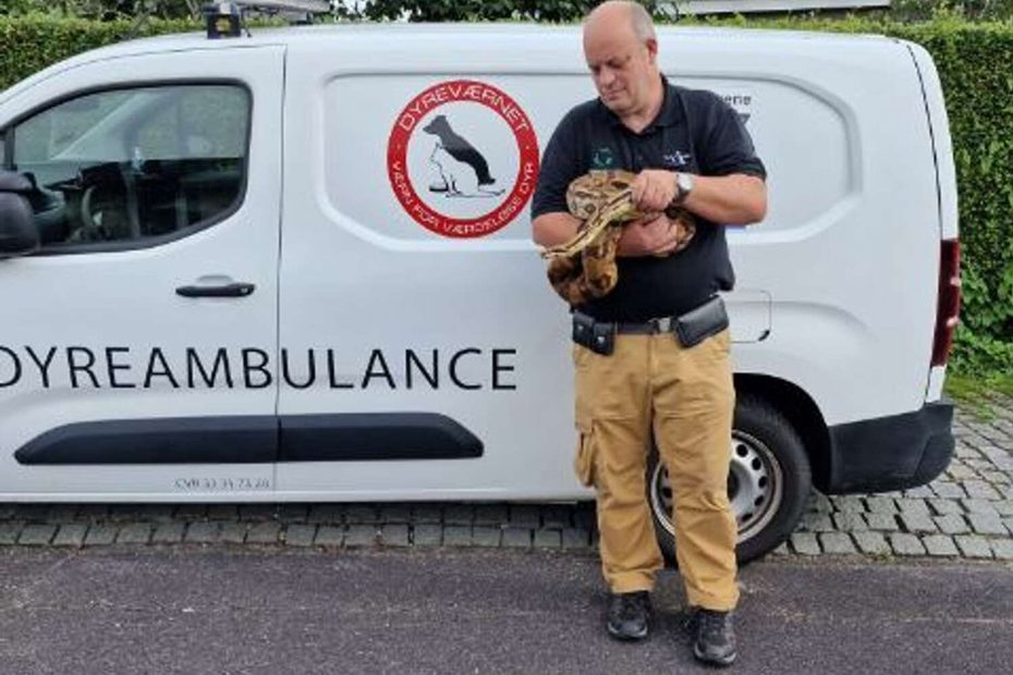 Pludselig Lå Der En To Meter Lang Slange På Skovstien Natur