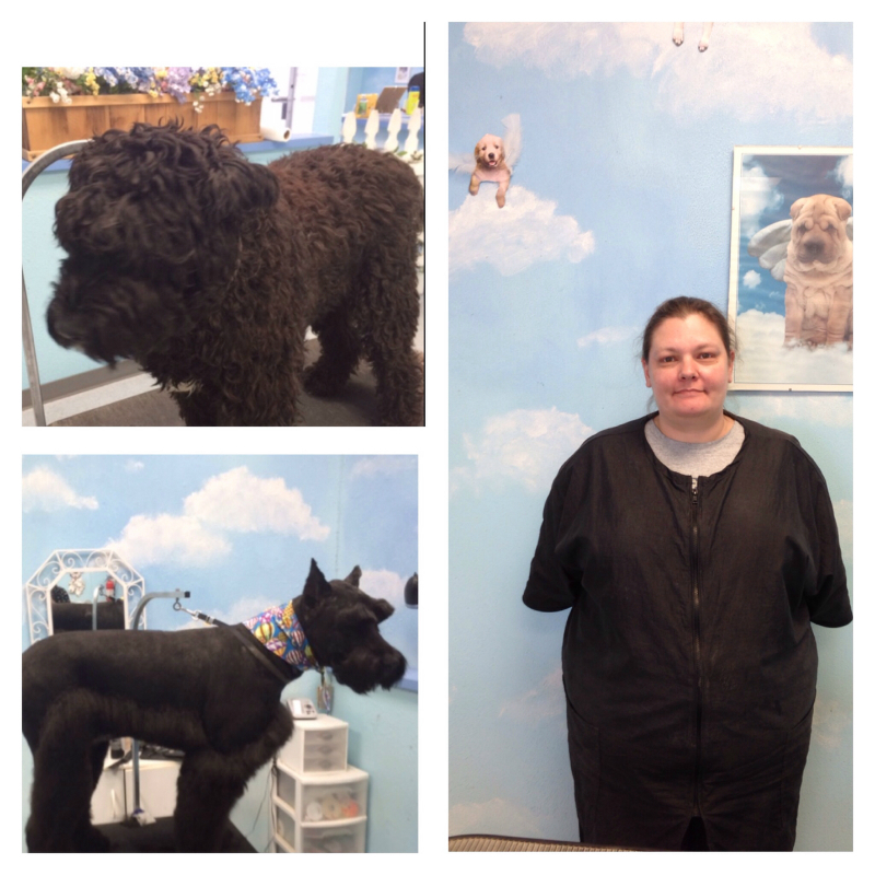 Pet Grooming In Arlington Tx Shear Heaven Pet Spa 817 277 8433