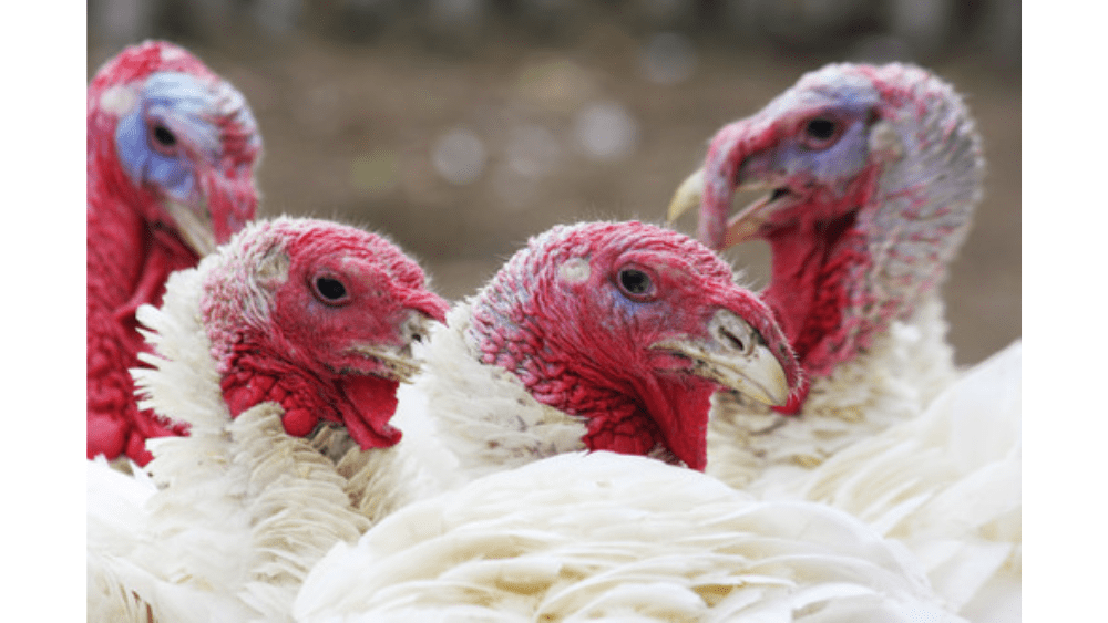 Highly Pathogenic Avian Influenza Confirmed In Missouri Poultry Flock