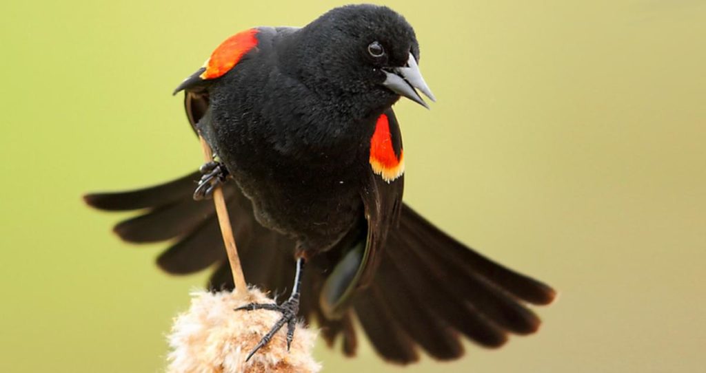 Wildly Successful The Red Winged Blackbird Greenwich Sentinel