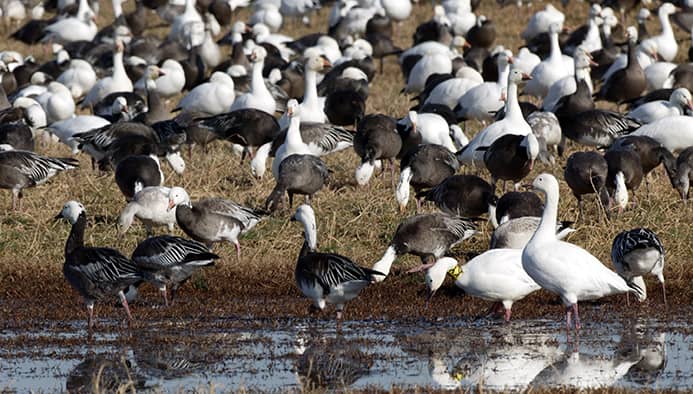 Officials Monitor Outbreak Of Avian Influenza In Wild Birds 987 Wnns