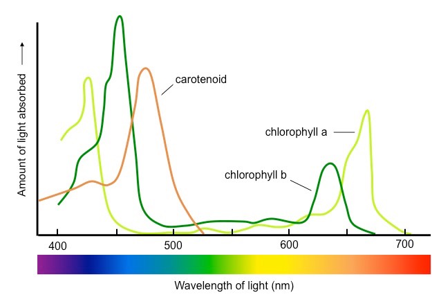 In The Higher Plants Which Region Of Visible Light Shows Maximum