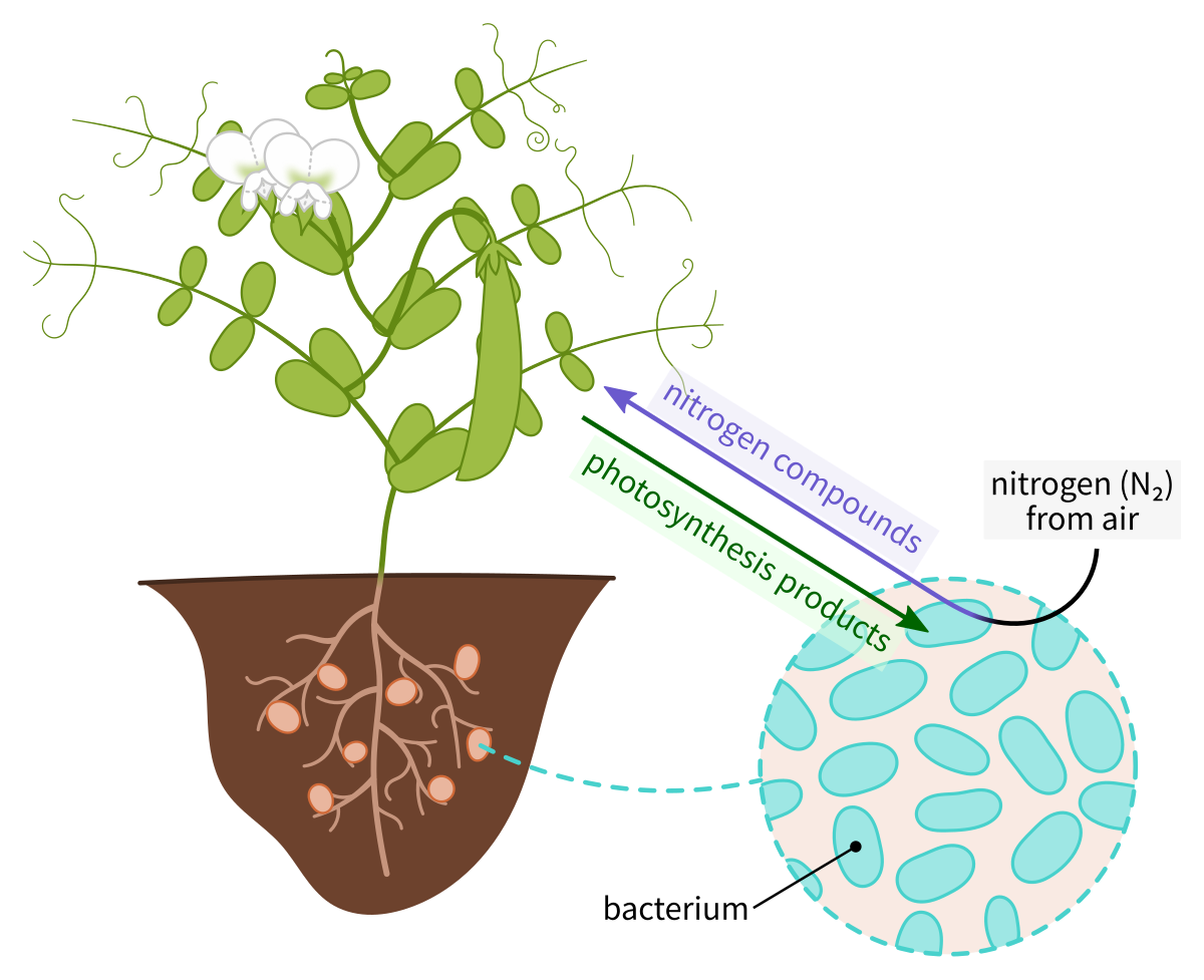 Rhizobium Is Present In Which Of The Following Parts Of The Plant