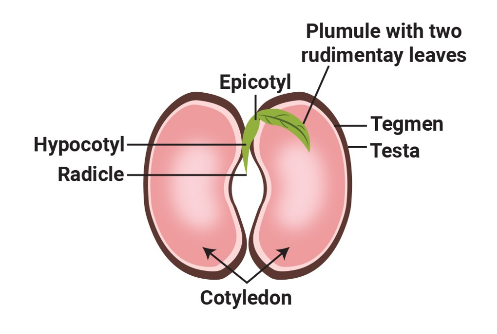 Outer Seed Coat Is Known As