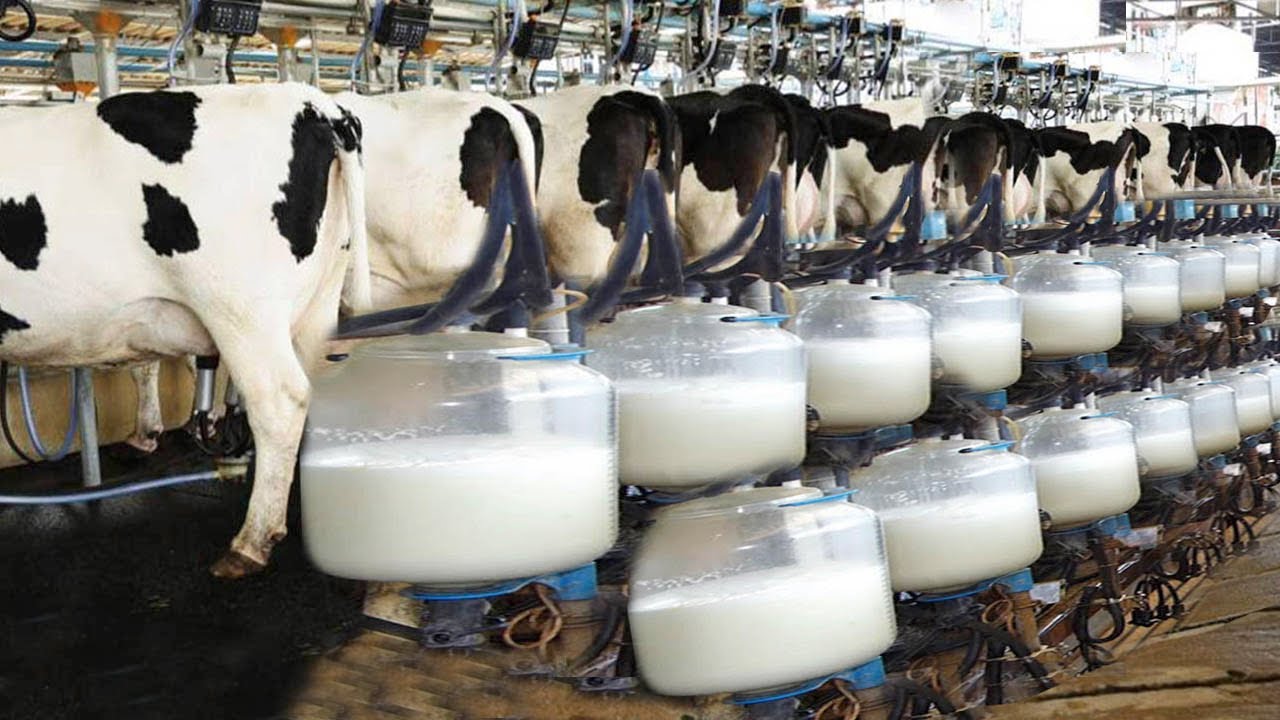 Dairying Management Of Animals For Milk And Its Products Lactation