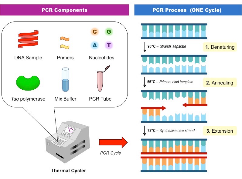 The Polymerase Chain Reaction Is