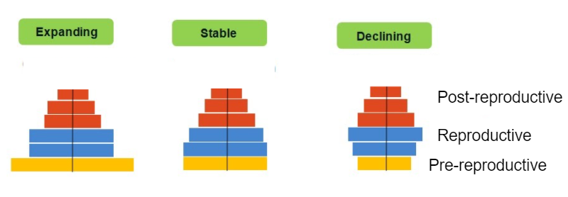 The Shape Of The Age Pyramid Gives Us An Idea About The Growth Status