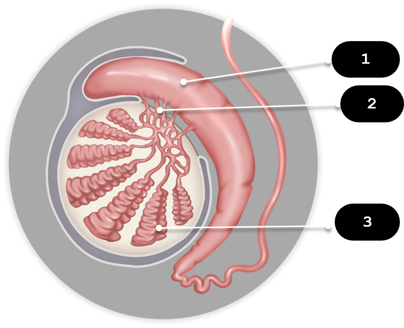 In The Given Cross Section Of Testis Identify The Labelled Parts And