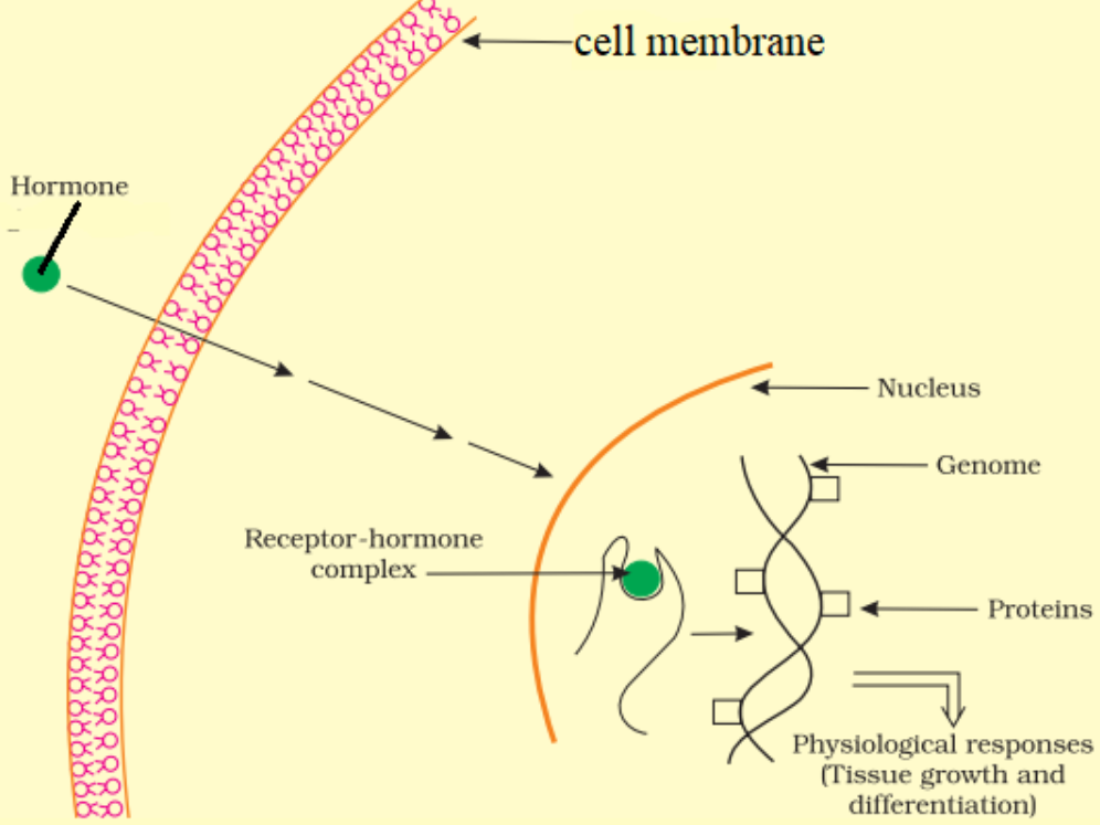 How Does Steroid Hormone Influence The Cellular Activities