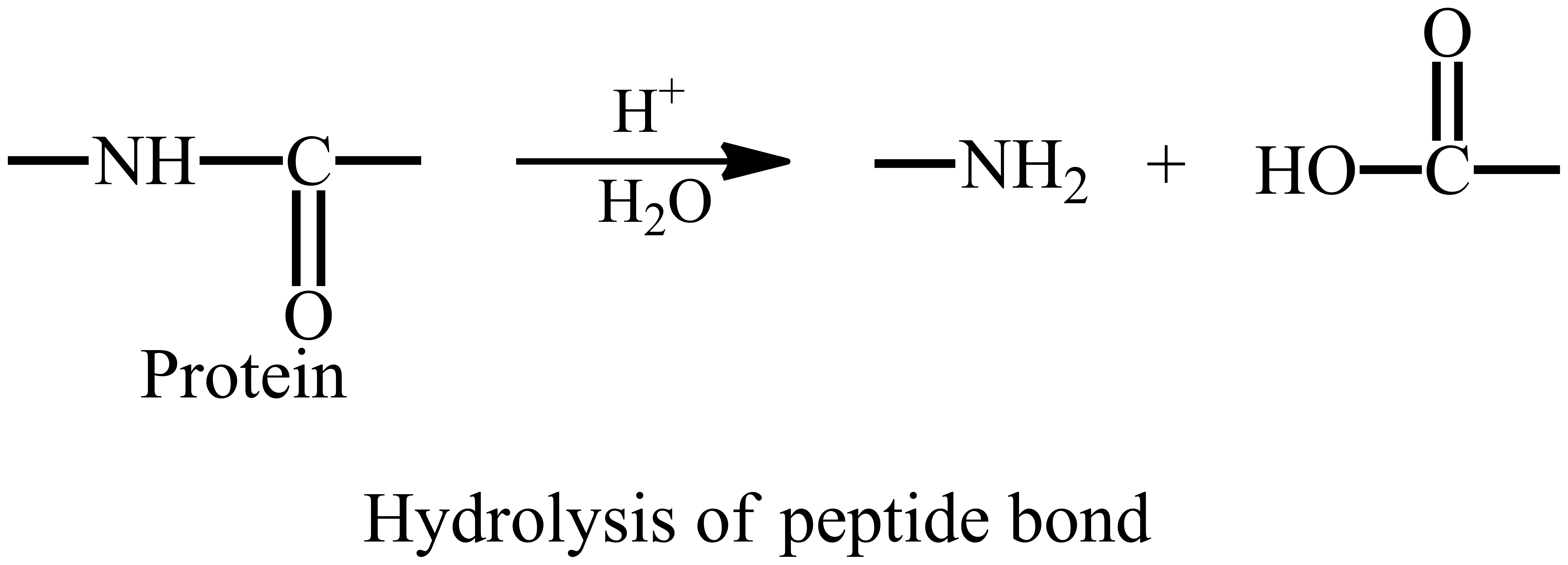 Protein Hydrolysis Reaction