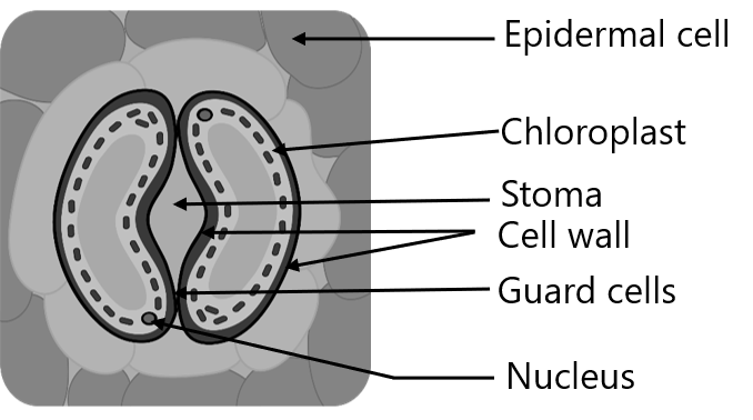 Draw A Neat Diagram Of The Stomatal Apparatus Found In The Epidermis Of