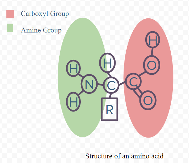 Glycine And Alanine Are Different With Respect To One Substituent On