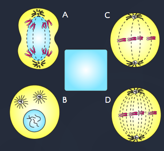 Shown Below Are Four Stages A B C D Not In Sequence Of A Certain