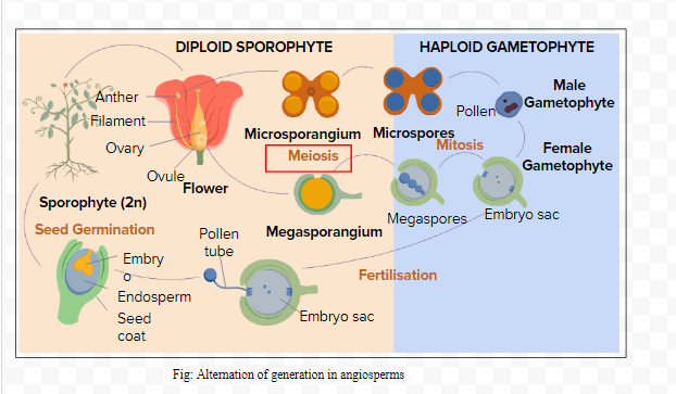 Draw Labelled Diagrams Ofa Female And Male Thallus Of A Liverwortb