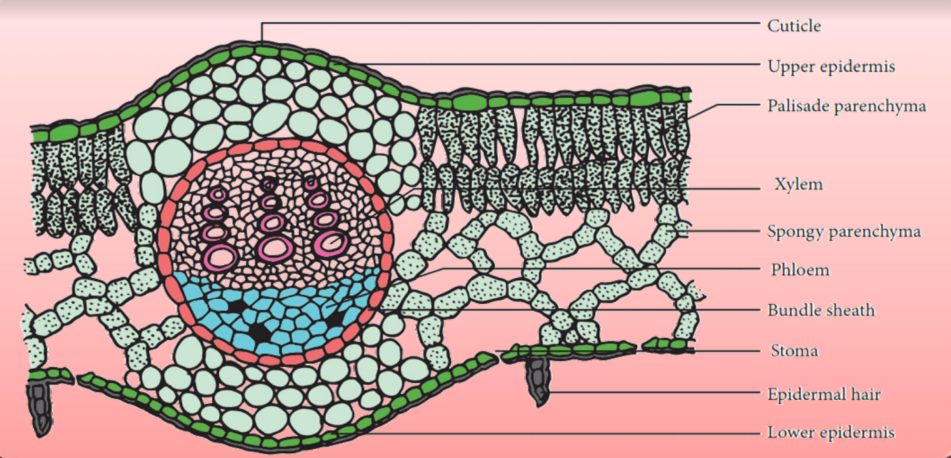 Explain The Transverse Section Of Dicot Leaf With A Neat Labelled Diagram