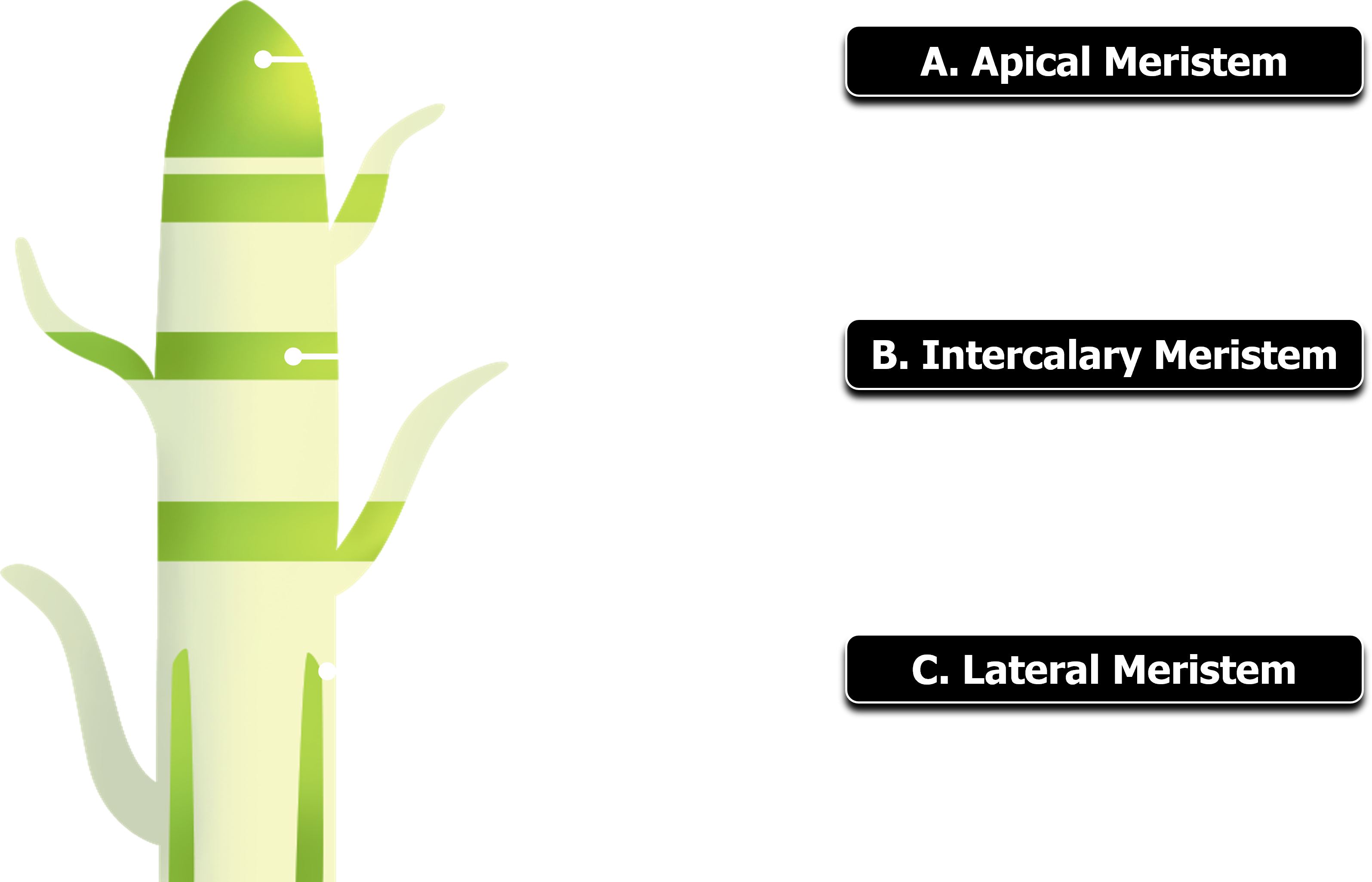 Intercalary Meristem Grass