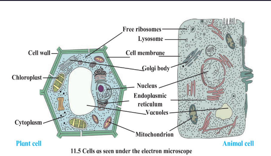 Top 123 Plant And Animal Cell Drawing