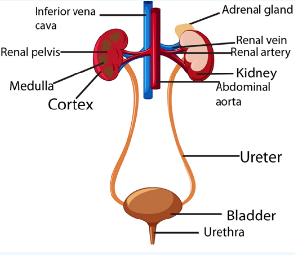 Human Excretory System Diagram Labeled