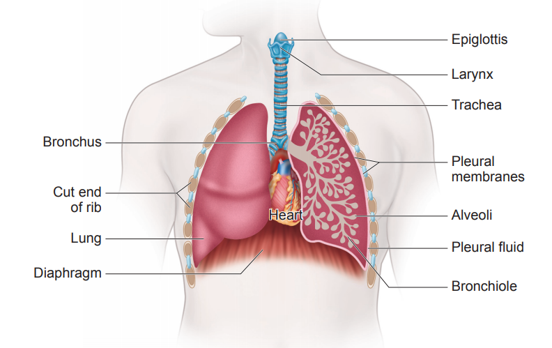 Human Respiratory System Model Labeled