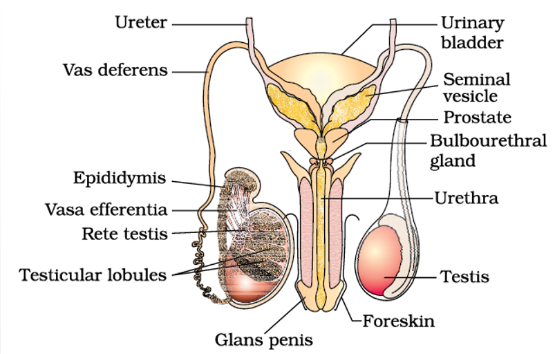 Explain Male Reproductive System In Detail With A Neat Labelled Diagram